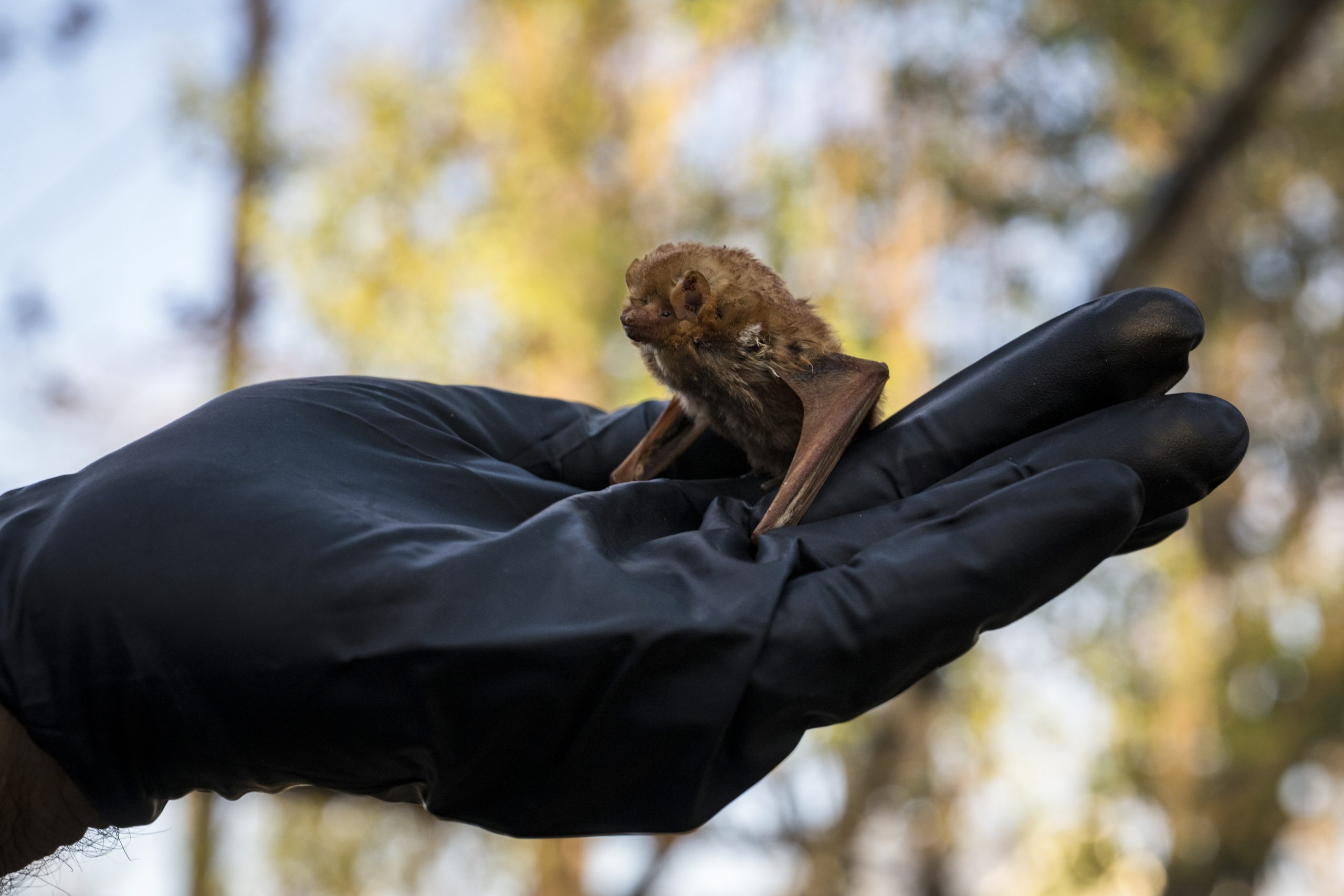 Austin’s bats adapt to downtown growth, end up in apartments